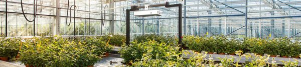 MicroScan for small digital phenotyping tasks - PHENOSPEX